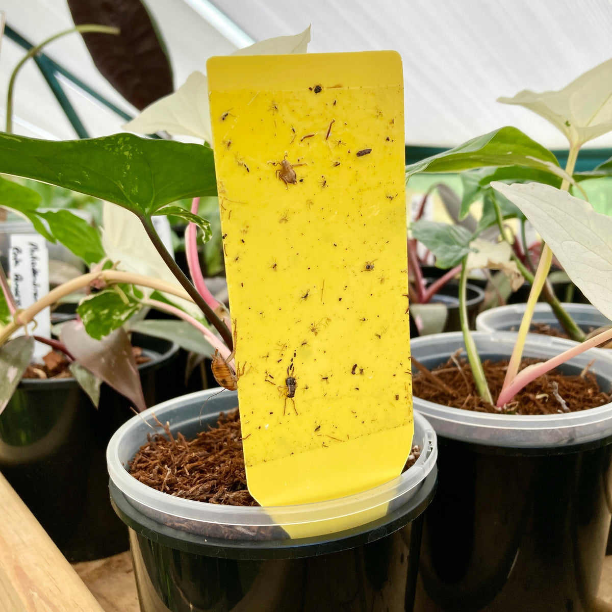 Buy EasyTrap Flying Insect Mini-Stickies – GrowingGreen NZ