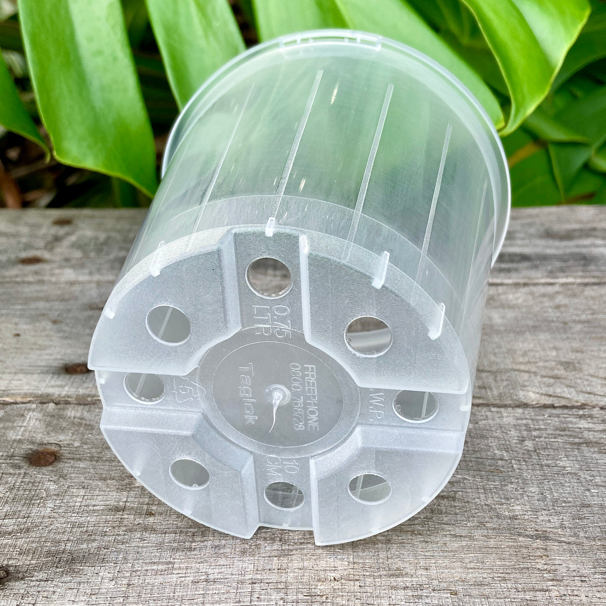 Buy 10cm Clear Translucent Nursery Pot for Orchids & Other House Plants ...