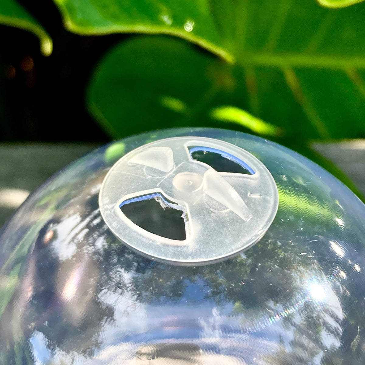 Clear Propagation Pot with Humidity Dome 9cm – GrowingGreen NZ