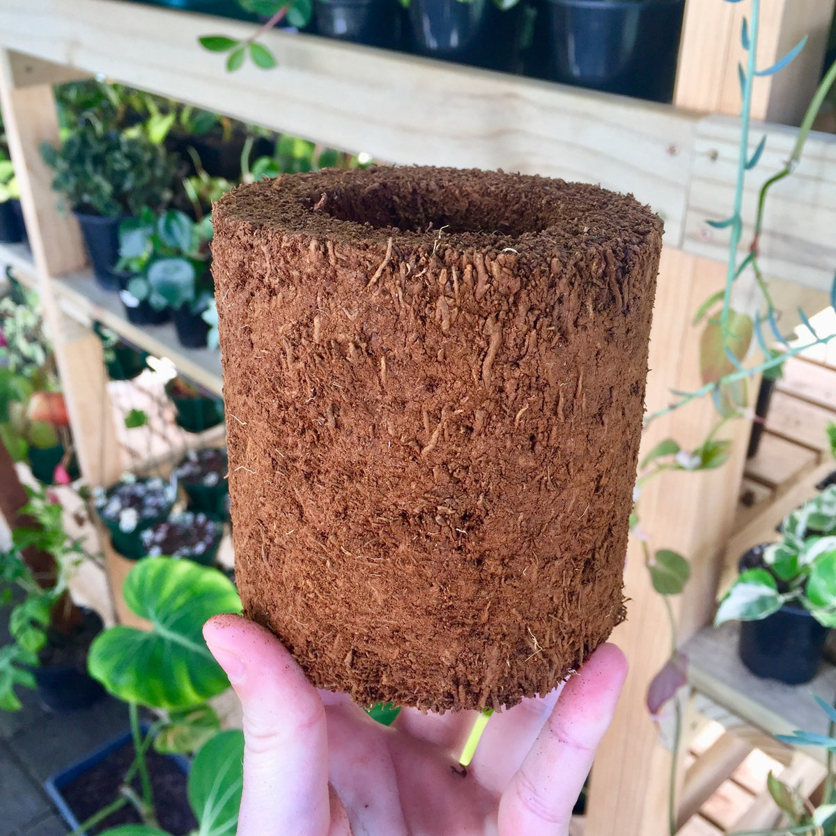 Buy Tree Fern Fibre Pot 10cm – GrowingGreen NZ