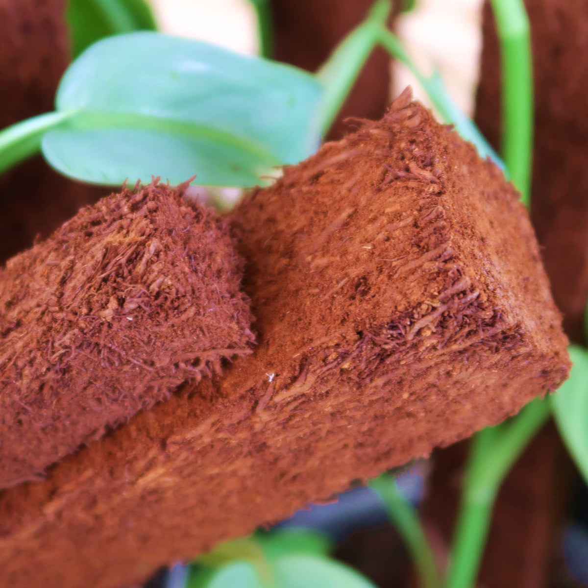 Buy NZ Tree Fern Fibre Totem Poles – GrowingGreen NZ